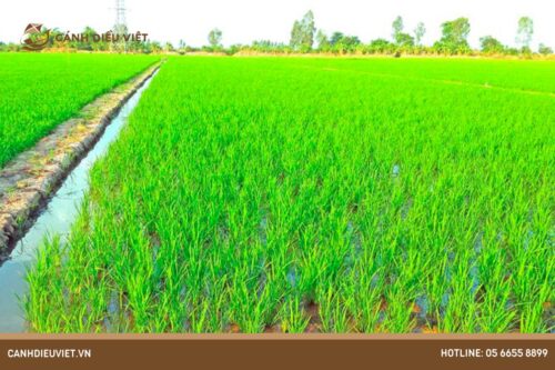 Đặc điểm Sinh Thái Của Cây Lúa Gạo Tại Việt Nam - Cánh Diều Việt